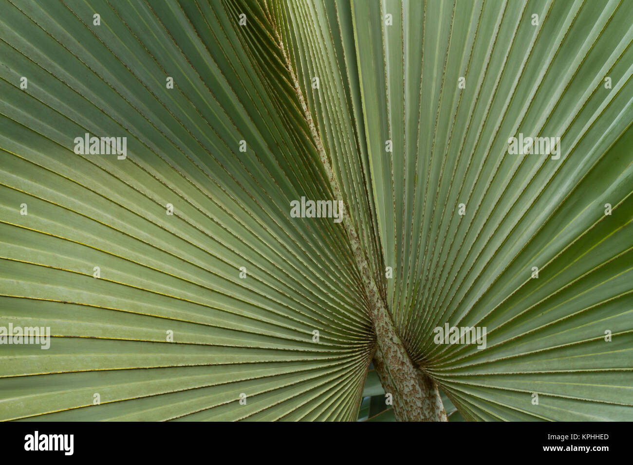Belize pattern hi-res stock photography and images - Alamy