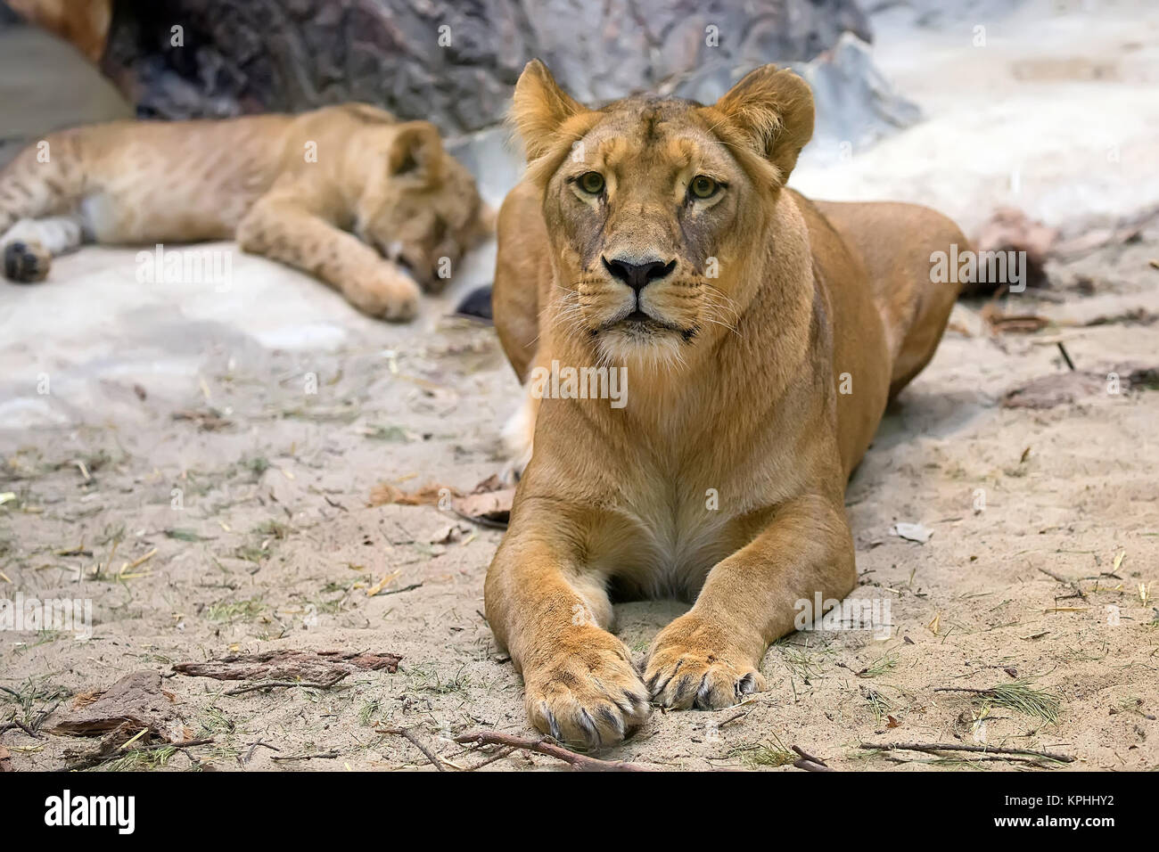 Lioness in the wild Stock Photo - Alamy