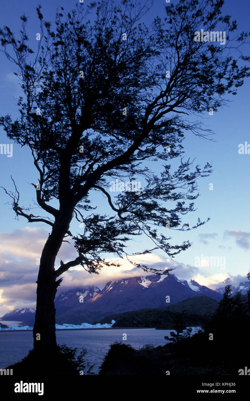 South America, Chile, Magellanes. Windswept tree in Torres del Paine ...