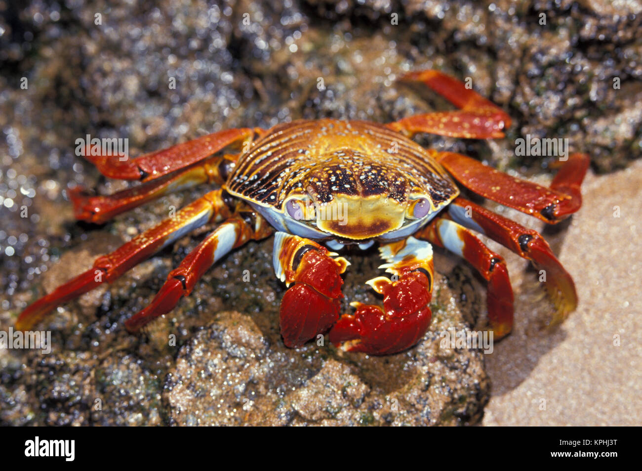 South America, Ecuador, Galapagos Islands, Sally lightfoot crab Stock ...
