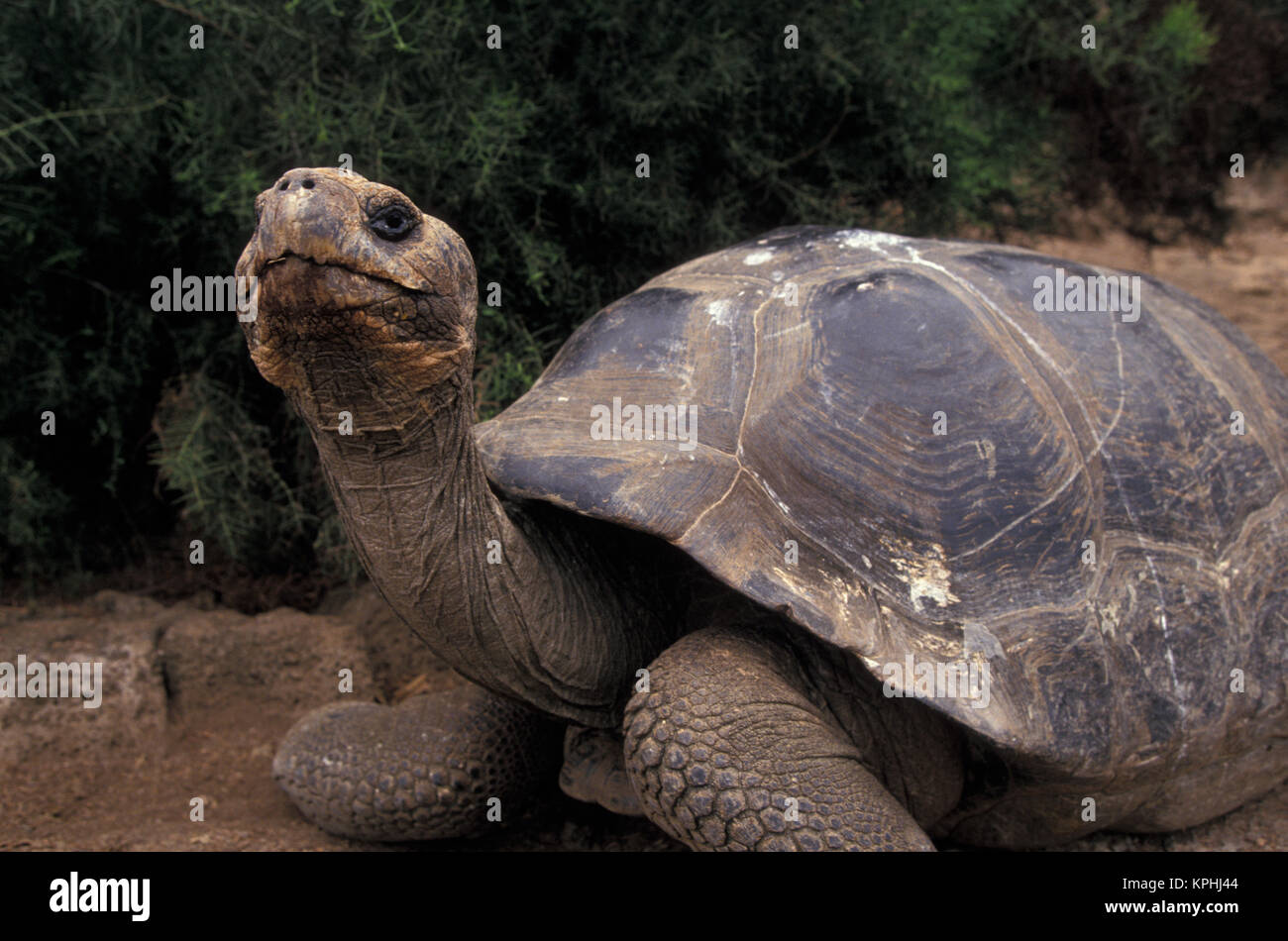 South America, Ecuador, Galapagos Islands, giant tortoise Stock Photo ...
