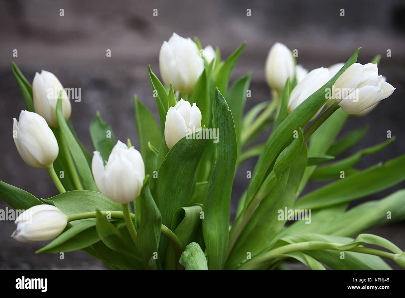 a bouquet of tulips on a stone staircase Stock Photo - Alamy