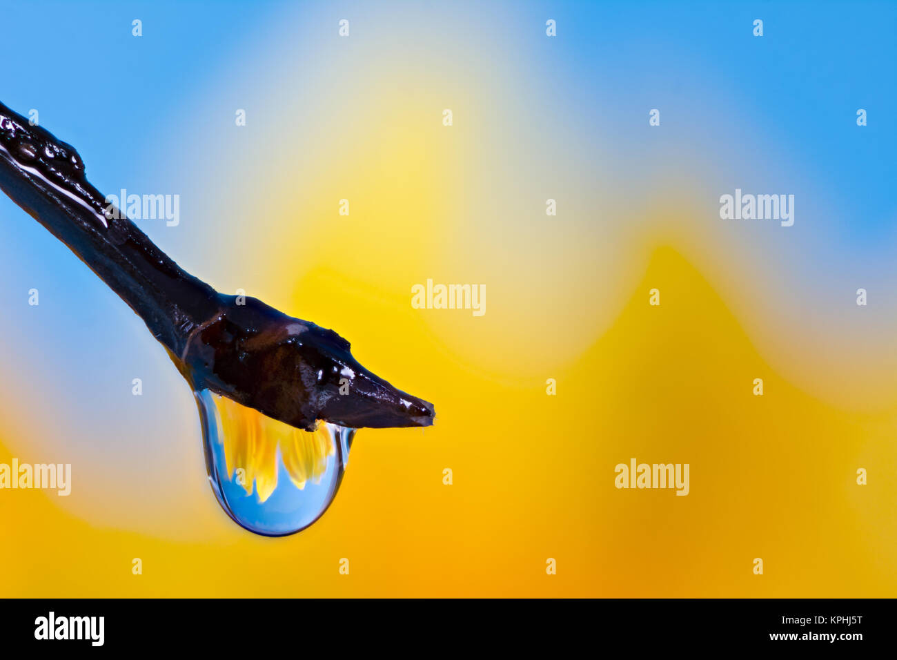 Flower refraction in a dew drop on a twig Stock Photo - Alamy