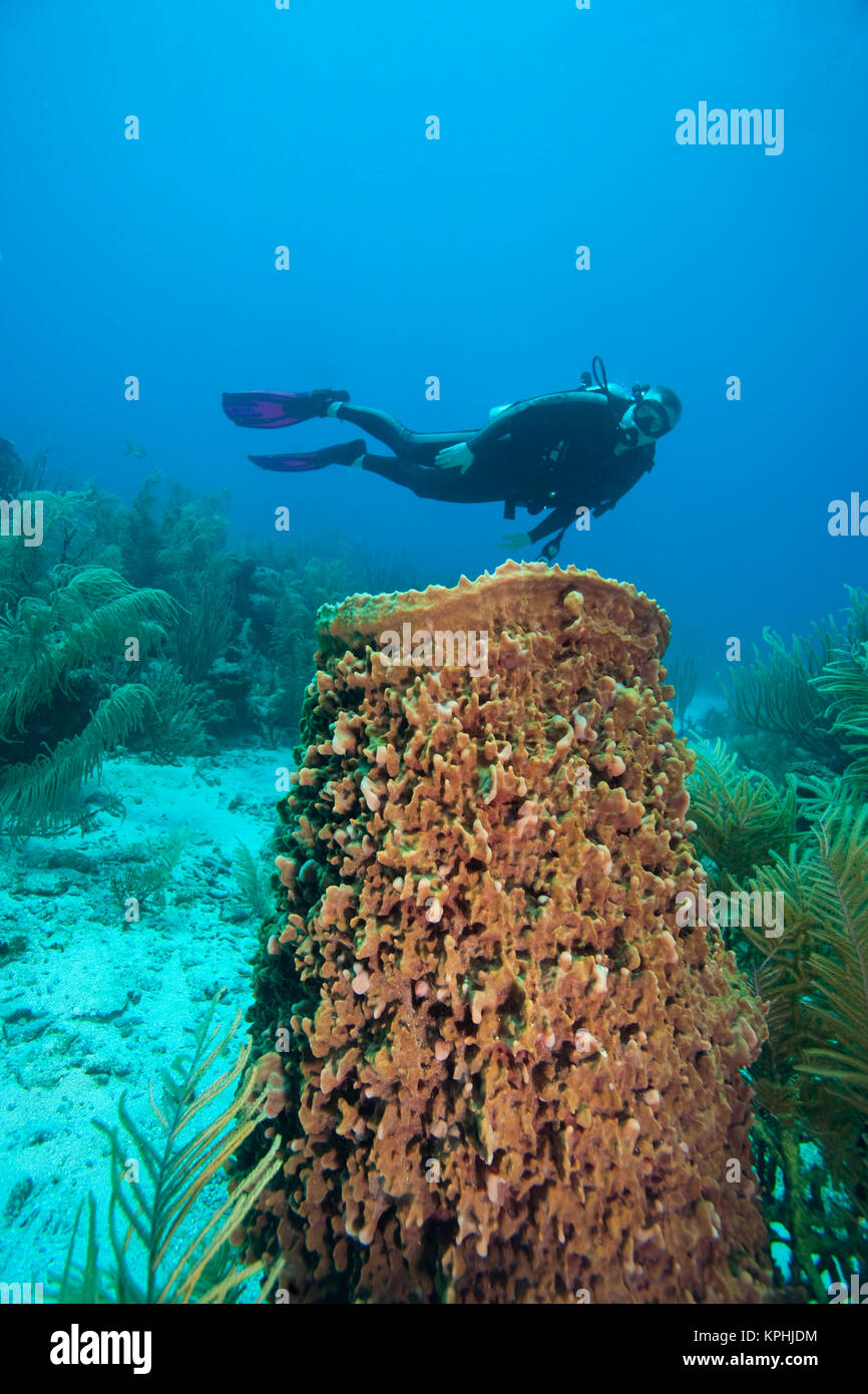 Male scuba diver, Giant Barrel Sponges (Xestopongia muta), Roatan ...