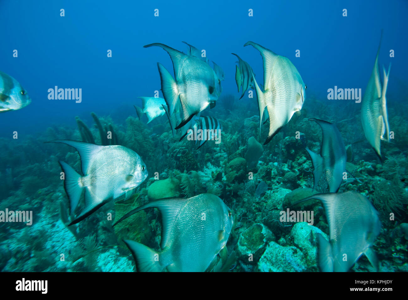 Atlantic spadefish caribbean hi-res stock photography and images - Alamy