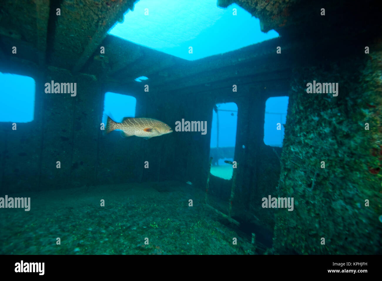 Shipwreck, Roatan Marine park, Caribbean Scuba Diving, Roatan, Bay ...