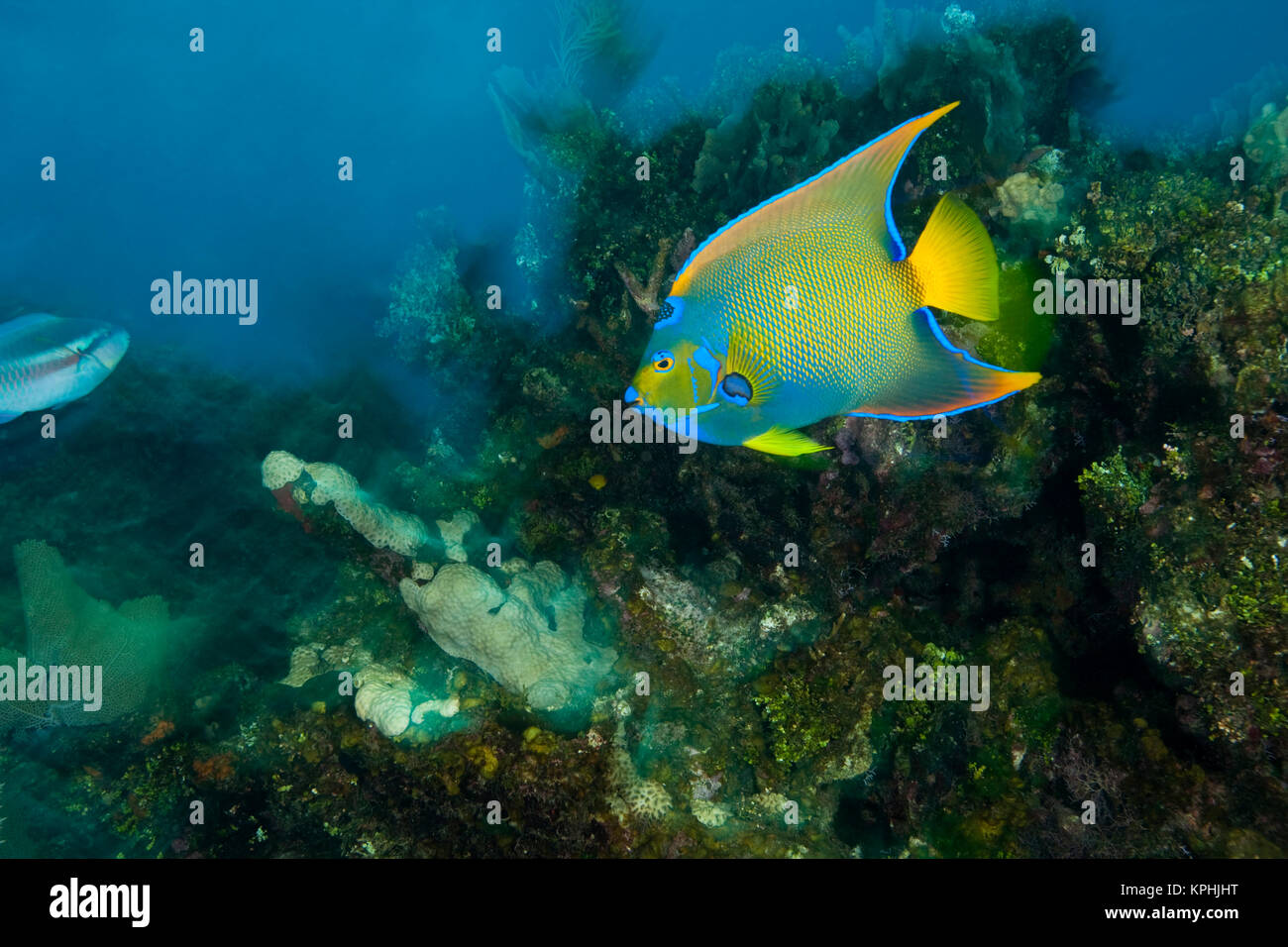 Queen Angelfish (Holacanthus ciliaris), Caribbean Scuba Diving, Roatan ...