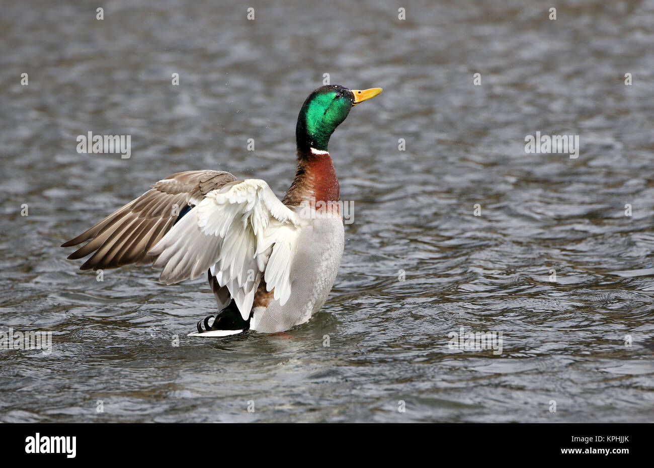 Birds splashdown hi-res stock photography and images - Alamy