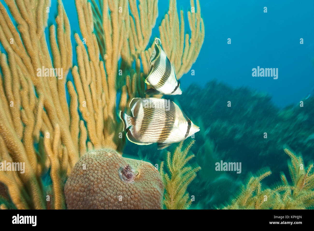pair of butterflyfish, Caribbean Scuba Diving, Roatan, Bay Islands ...