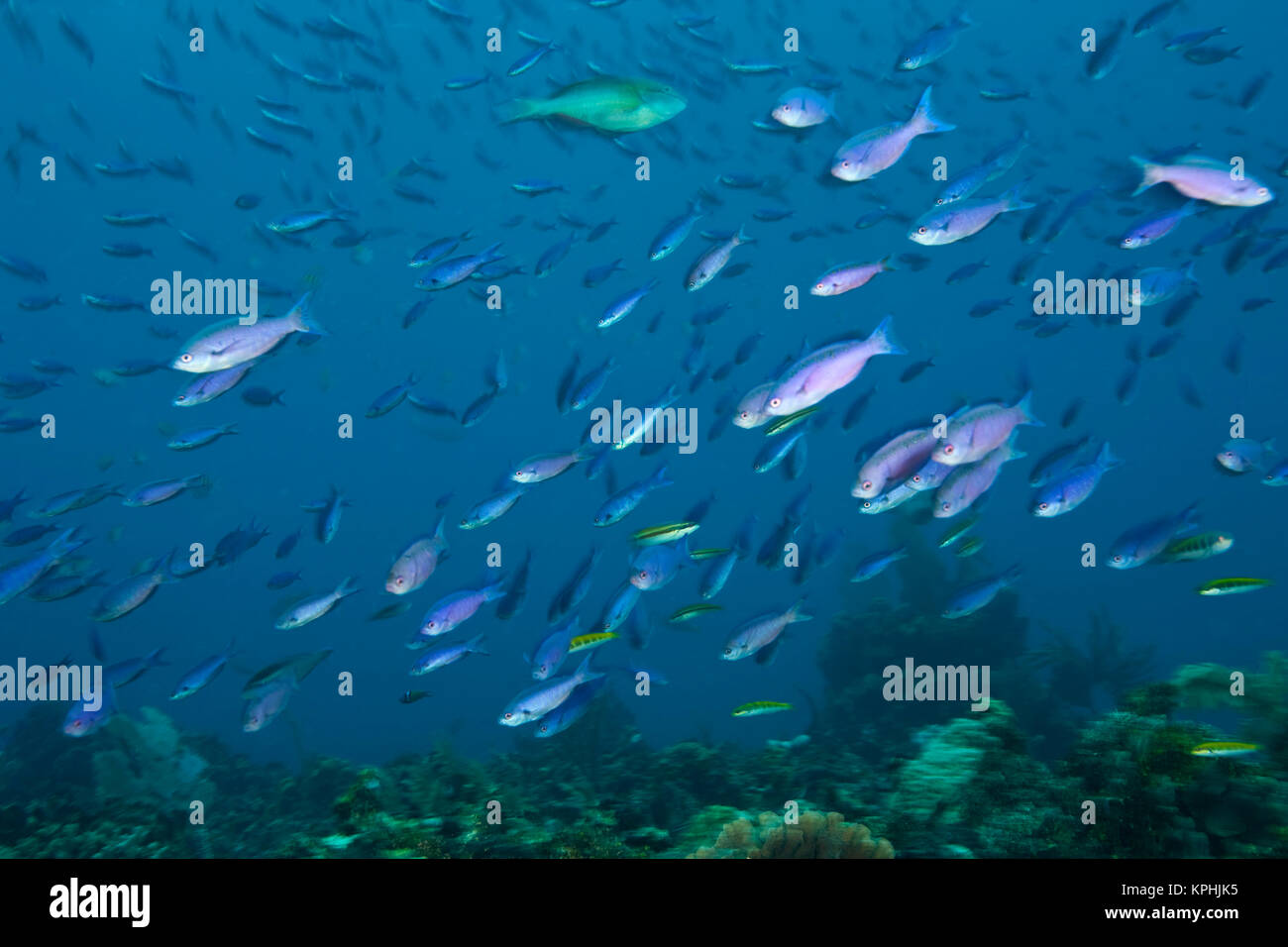 Creole Wrasse (Clepticus parrae), Caribbean Scuba Diving, Roatan, Bay ...