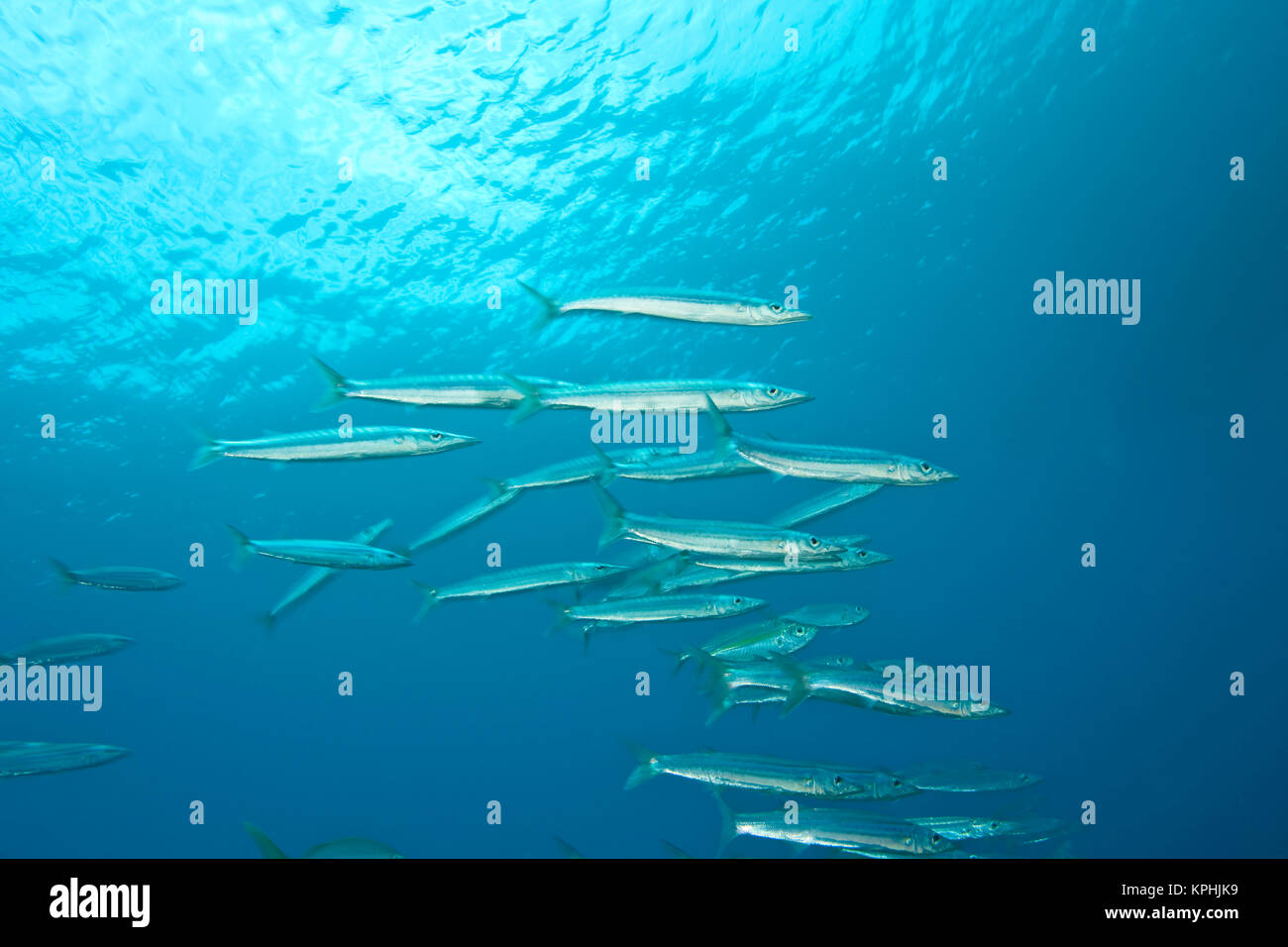 schooling barracuda, Caribbean Scuba Diving, Roatan, Bay Islands ...