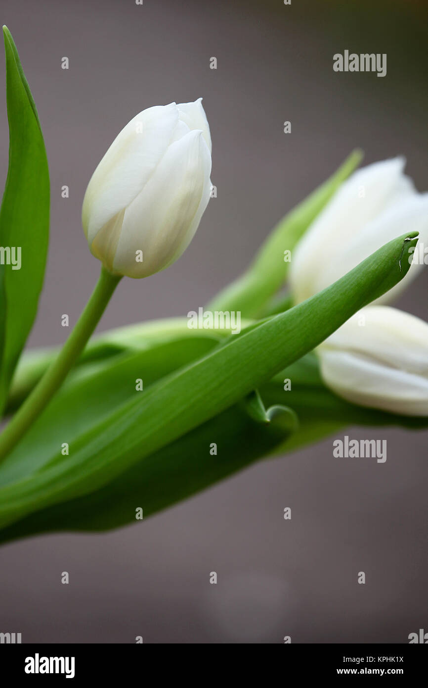a bouquet of tulips on a stone staircase Stock Photo - Alamy