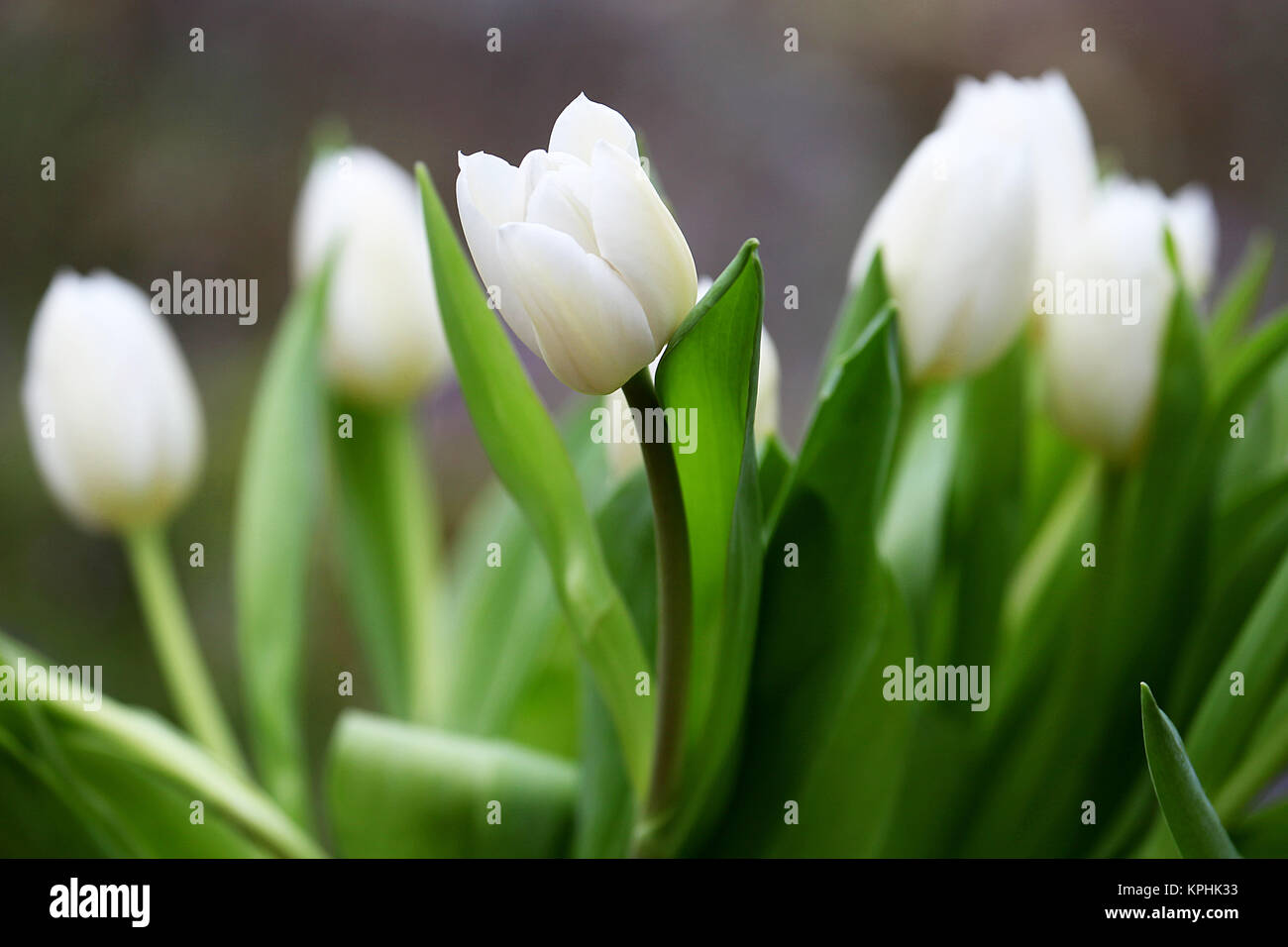 a bouquet of tulips on a stone staircase Stock Photo - Alamy