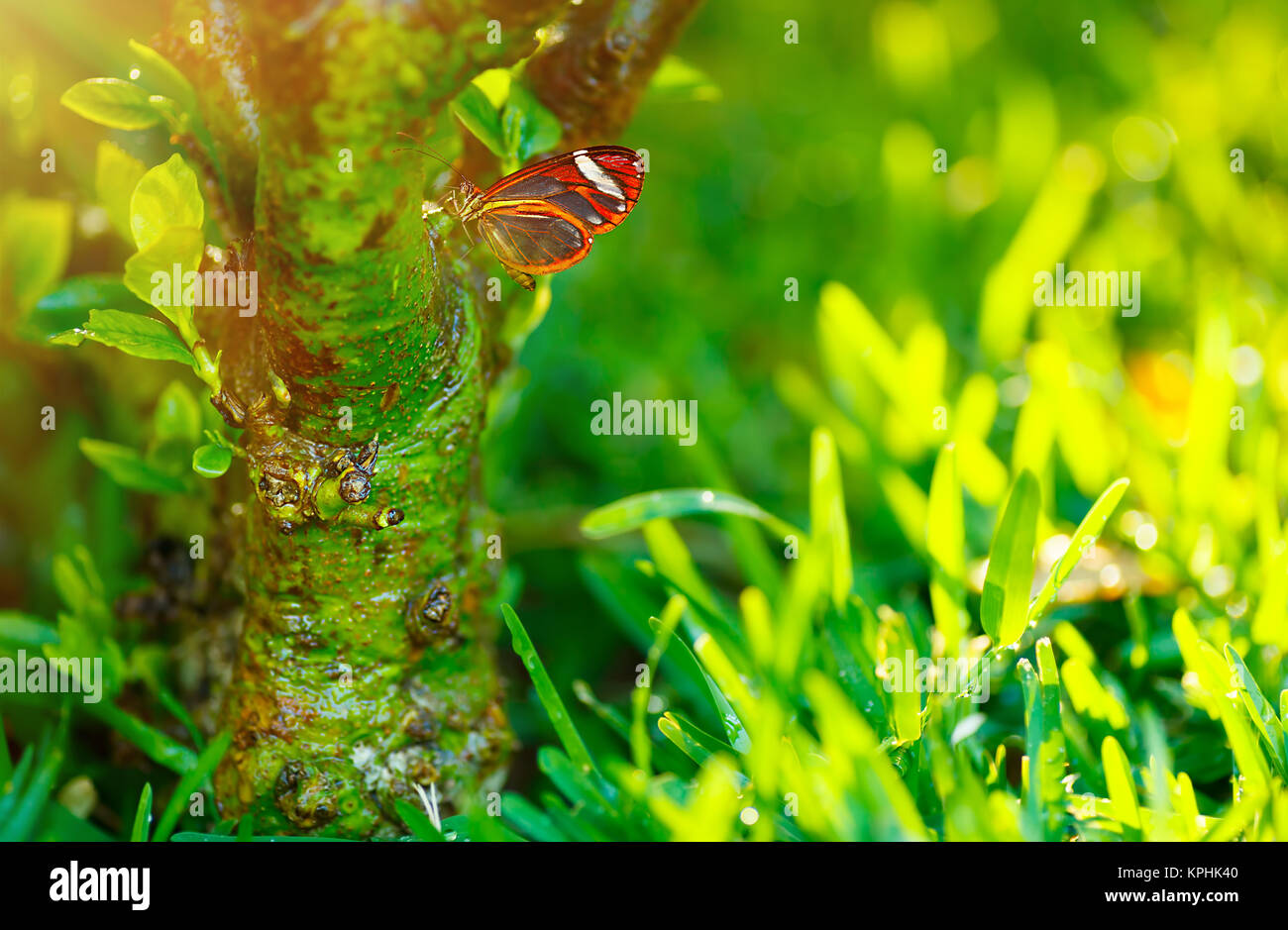 Lawn tree leaves sunlight butterfly hi-res stock photography and images ...