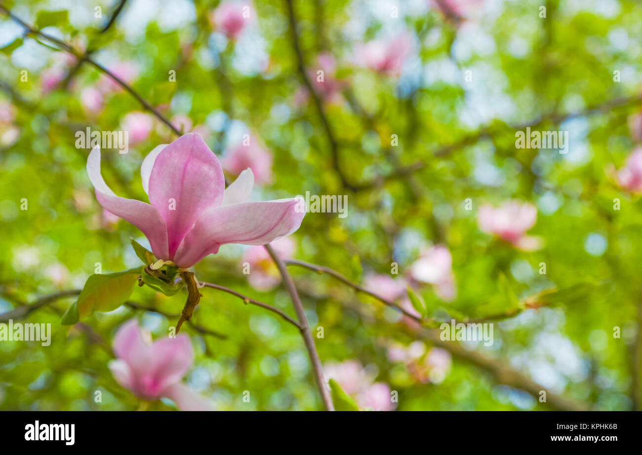 blooming pink magnolia flower Stock Photo - Alamy