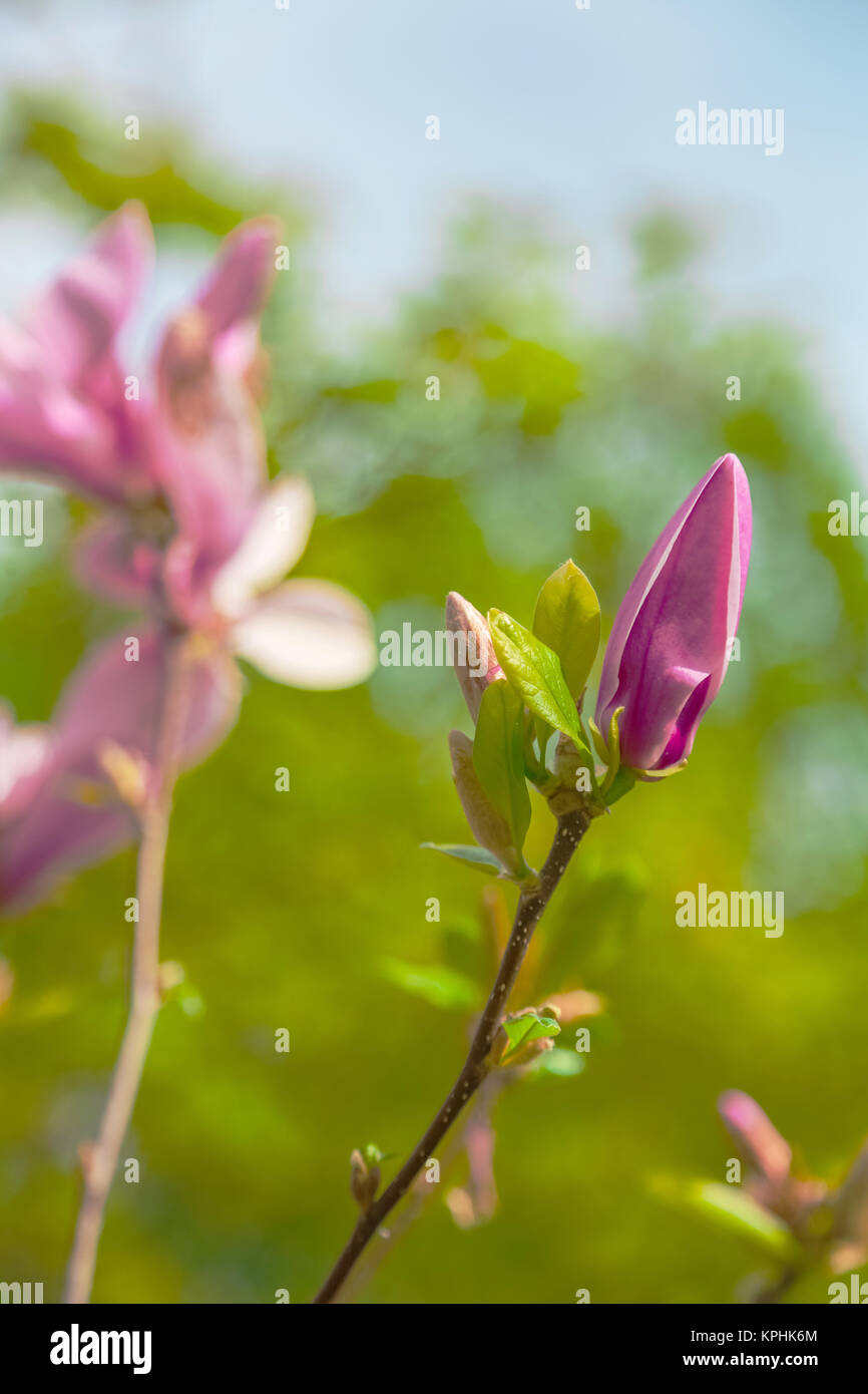 unopened bud of magnolia flower Stock Photo - Alamy