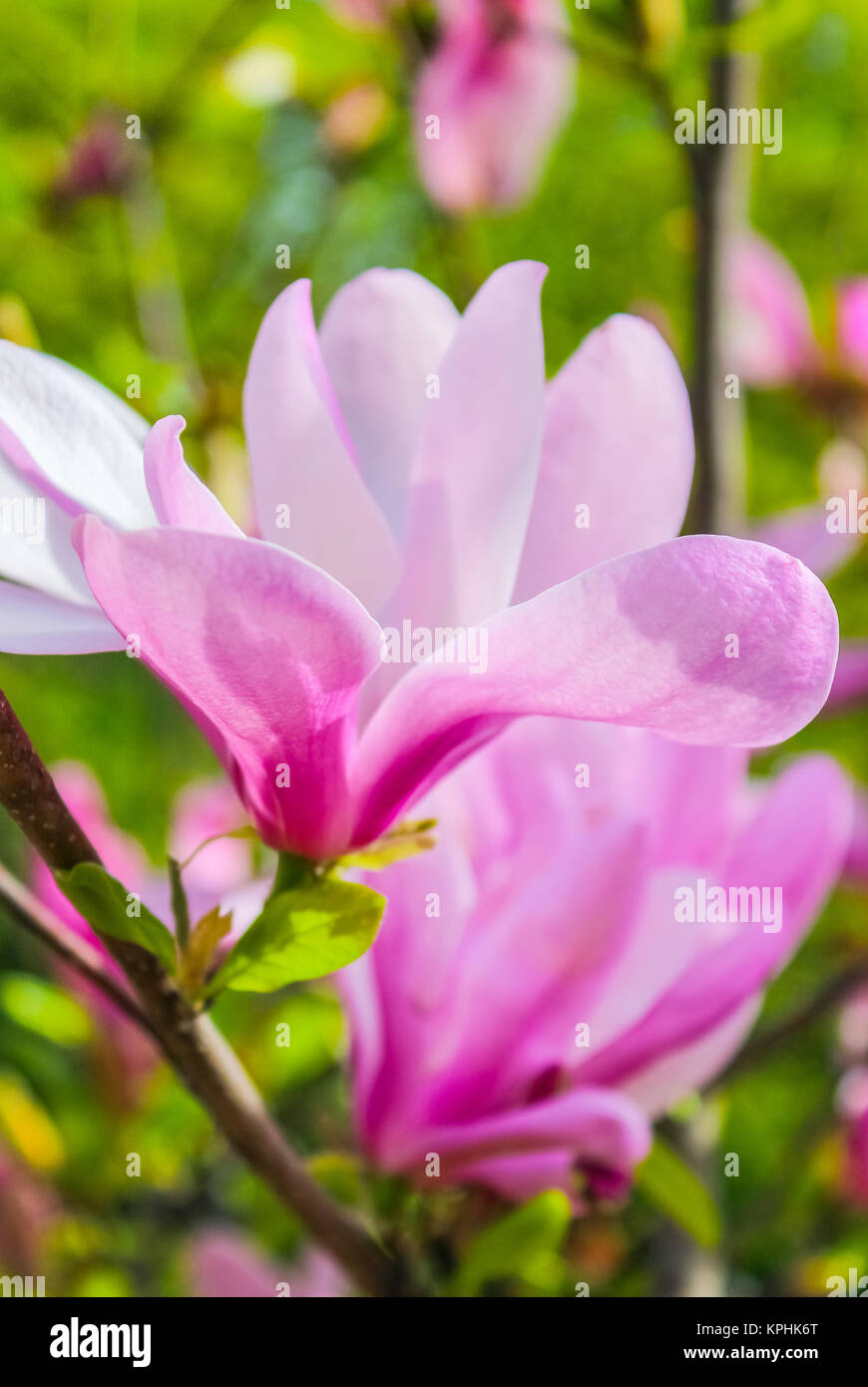 Pink magnolia flower closeup Stock Photo - Alamy