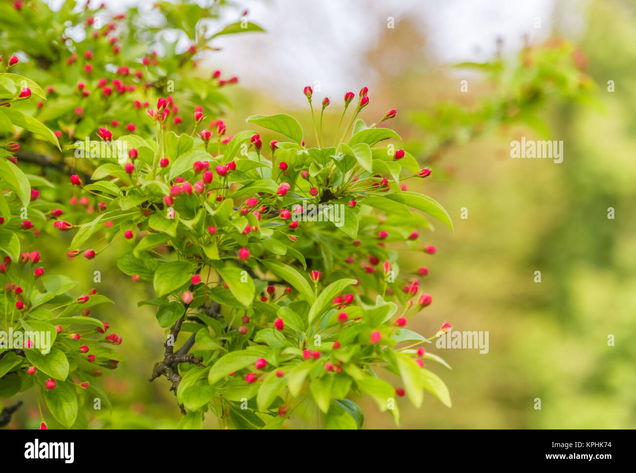 Unopened white cherry blossom hi-res stock photography and images - Alamy