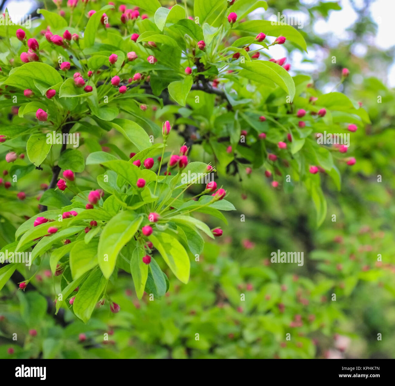 unopened flowers of sakura Stock Photo - Alamy