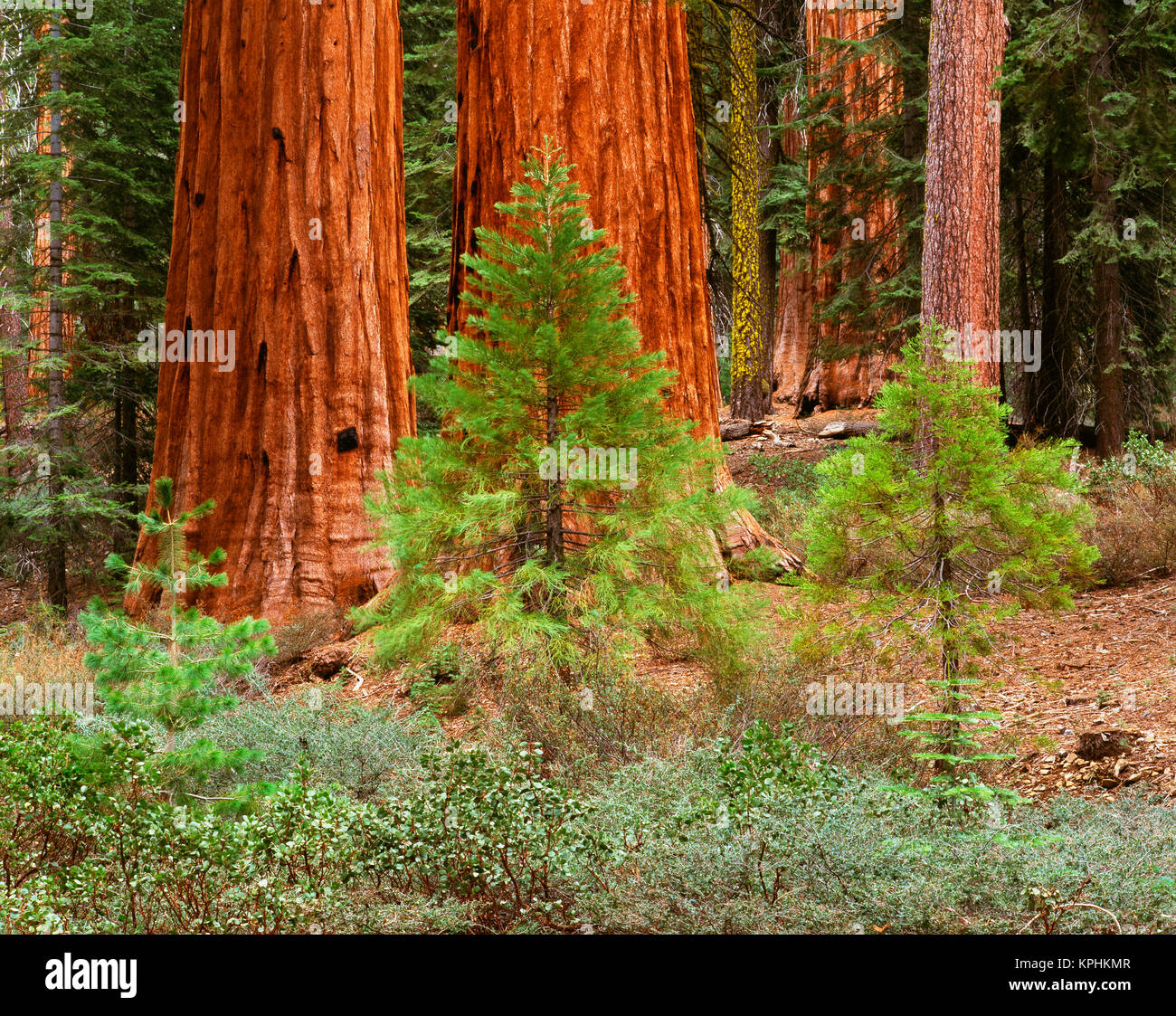 Giant sequoia sequoiadendron giganteum mariposa hi-res stock photography and images - Alamy