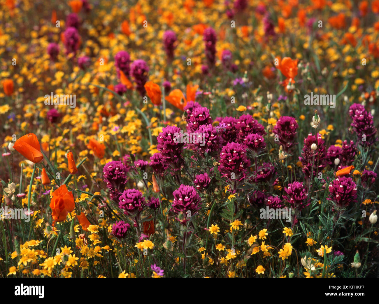 USA, California, View of Owl's Clover, poppies and coreopsis in field ...