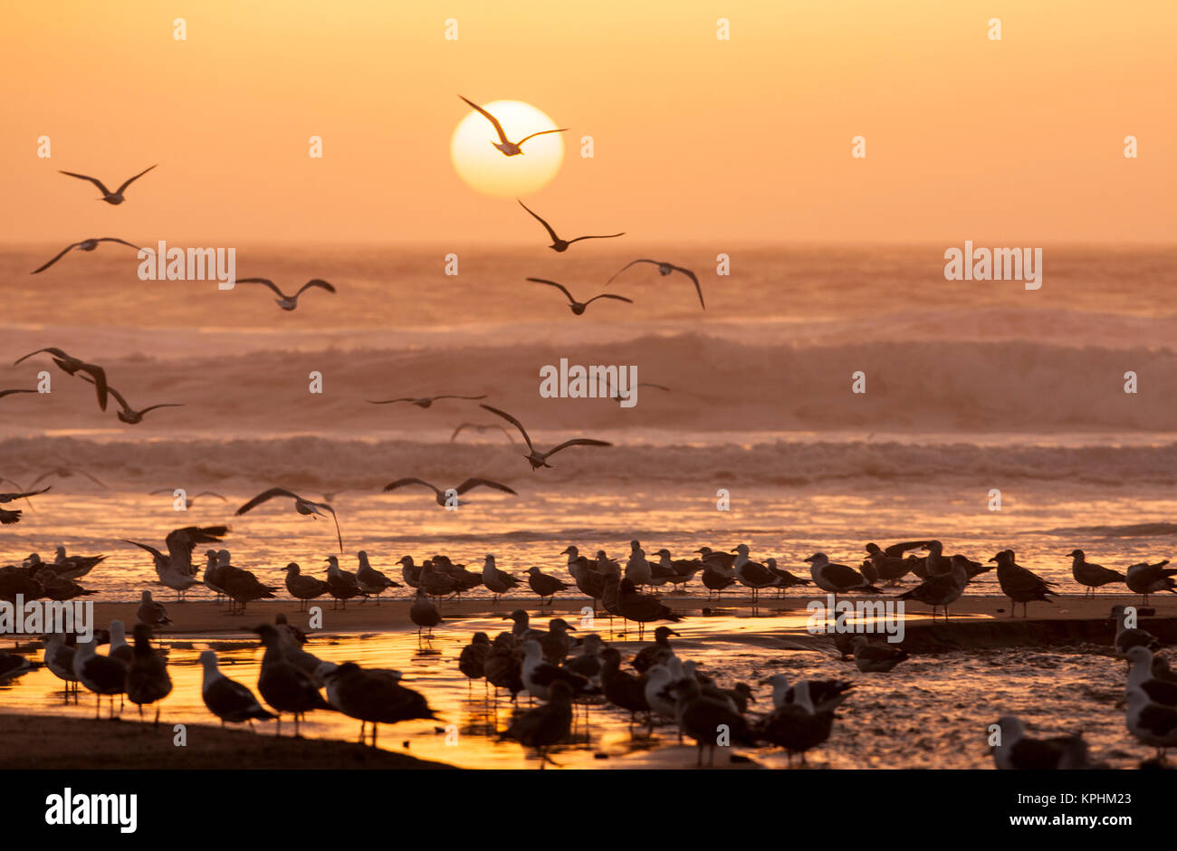 Sea birds on beach. Sun setting in mist. Santa Cruz coast, California ...