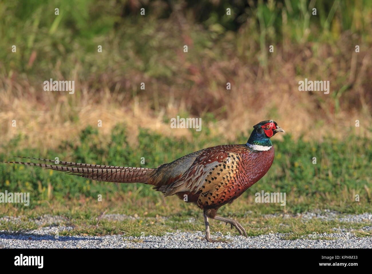 Male Ring-necked Pheasant. San Francisco Bay, California, USA Stock ...