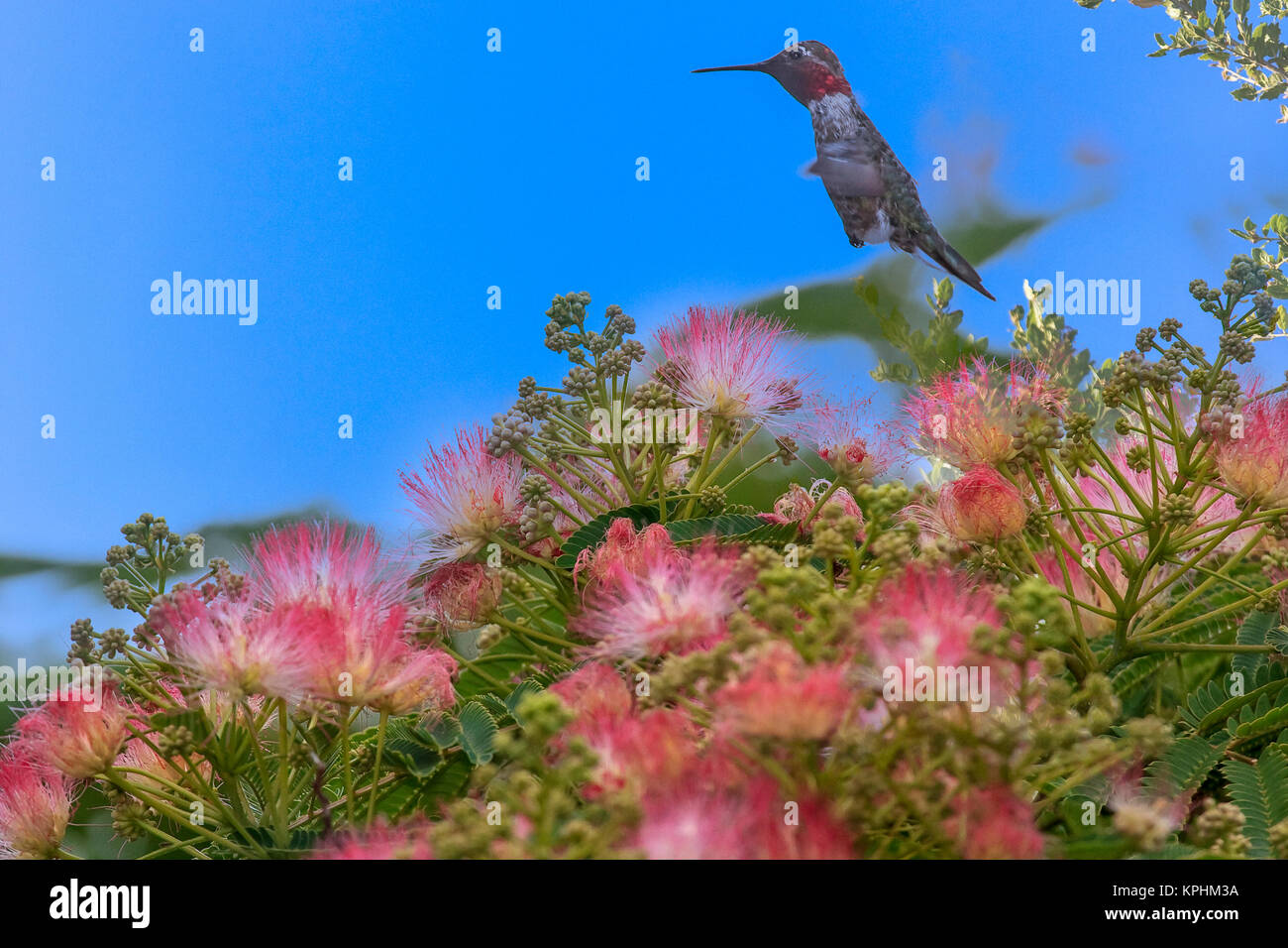 Hummingbird tree flower hi-res stock photography and images - Alamy