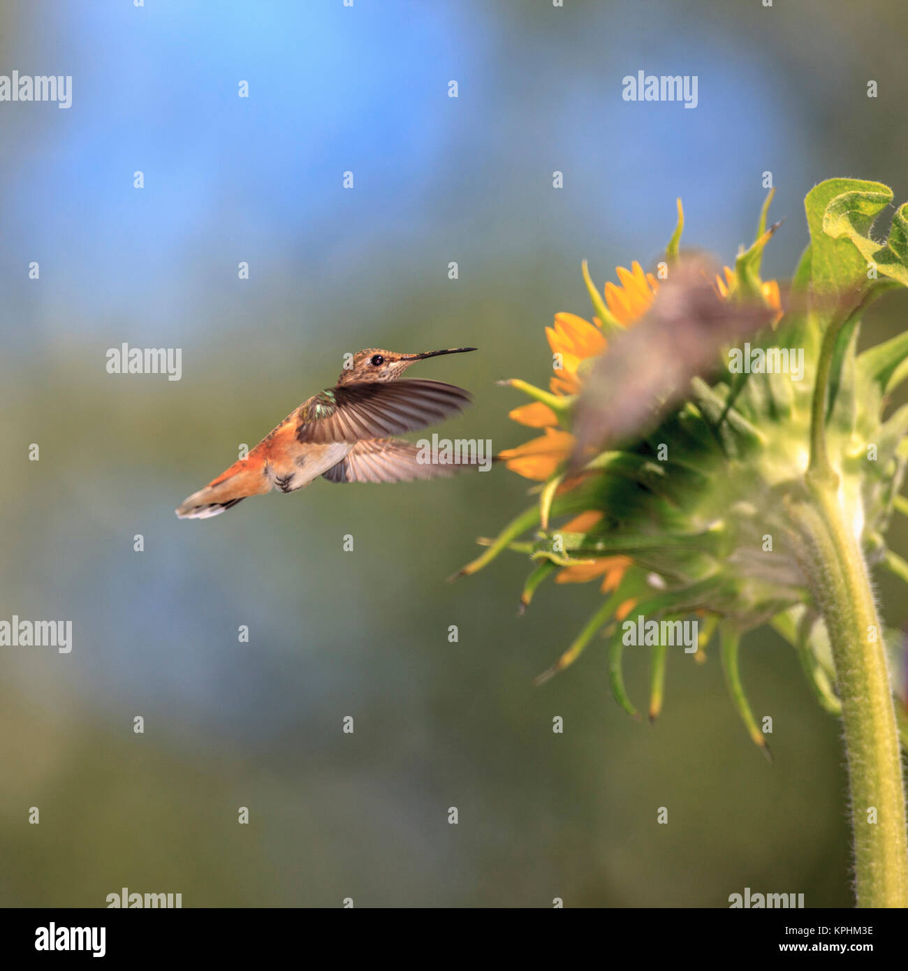 Anna's Hummingbird. Santa Cruz, California, USA Stock Photo - Alamy