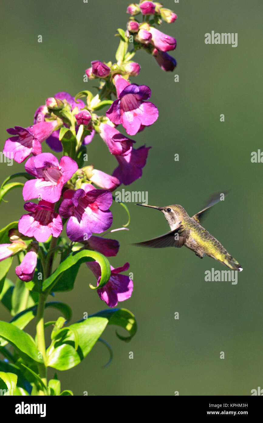 Anna's Hummingbird. Santa Cruz, California, USA Stock Photo - Alamy
