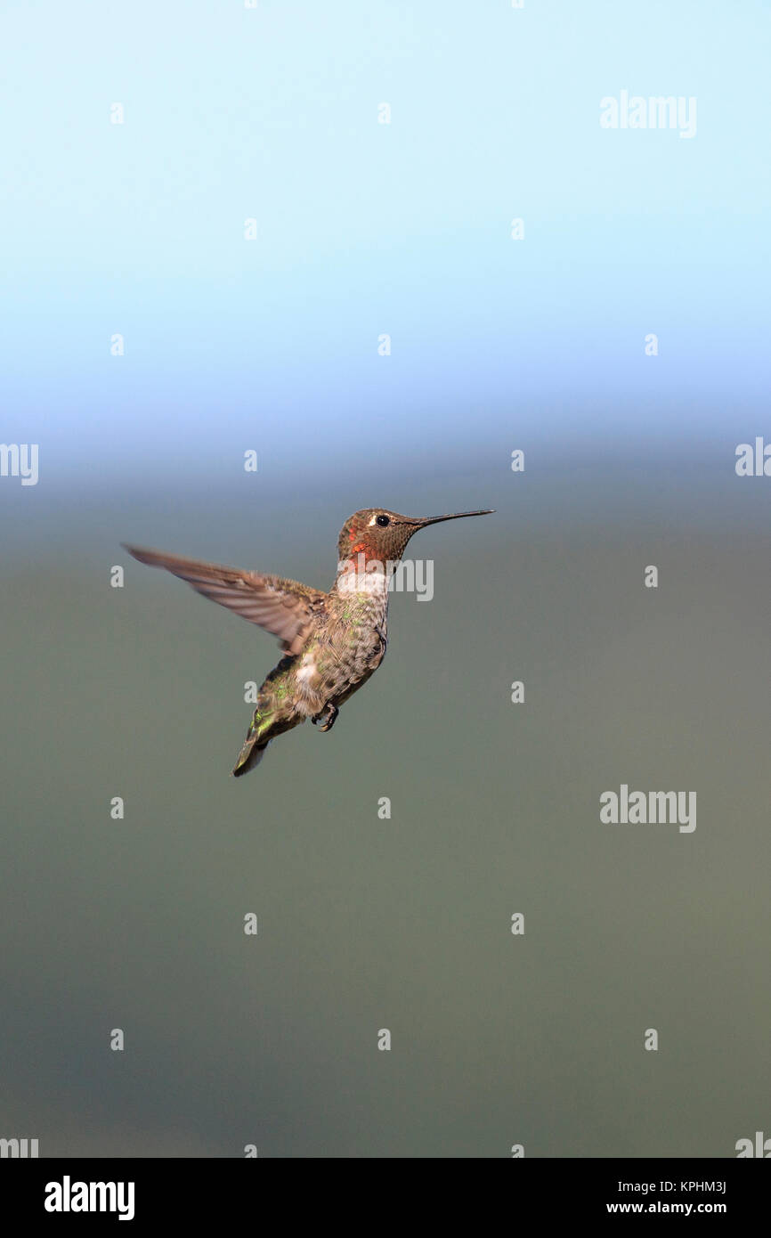 Anna's Hummingbird. Santa Cruz, California, USA Stock Photo - Alamy