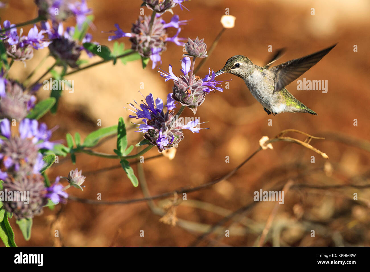 Anna's Hummingbird. Santa Cruz, California, USA Stock Photo - Alamy