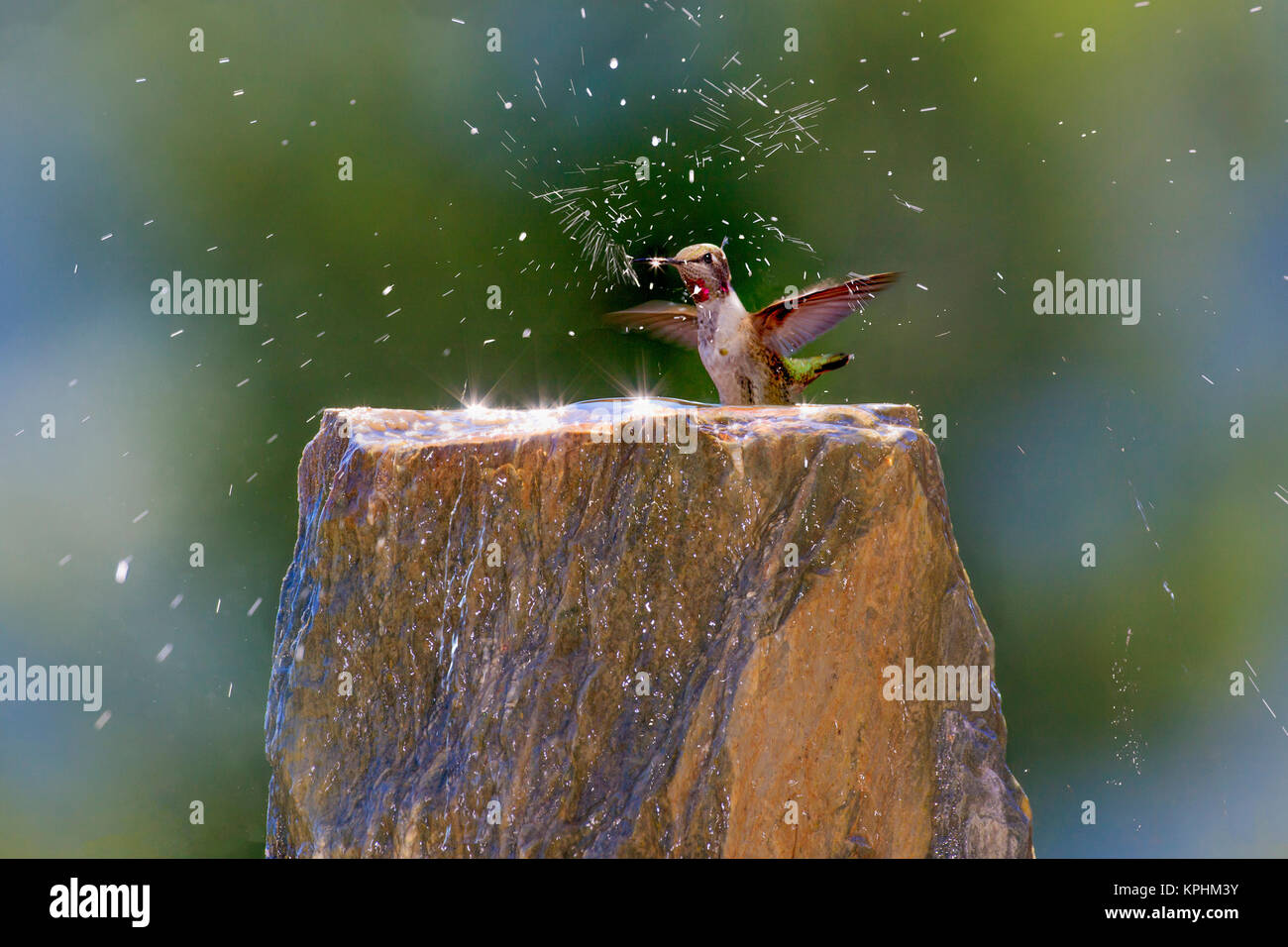 Anna's Hummingbird. Santa Cruz, California, USA. USA Stock Photo - Alamy