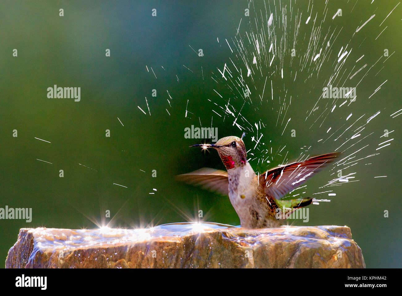 Anna's Hummingbird taking a shower. Santa Cruz. California. (Digital ...