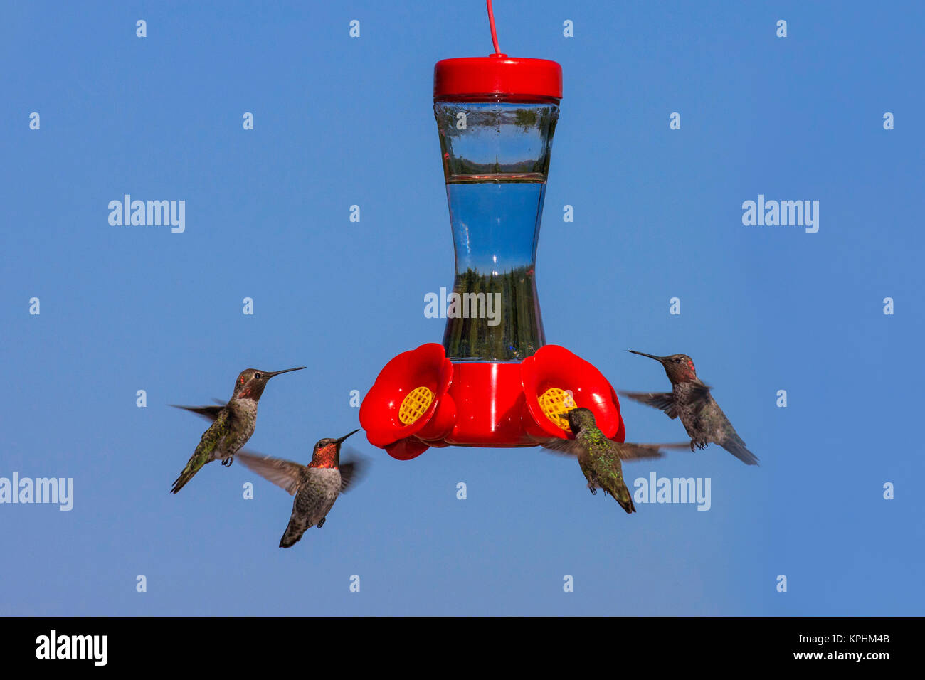 Anna's Hummingbirds at feeder. Santa Cruz, California, USA Stock Photo ...