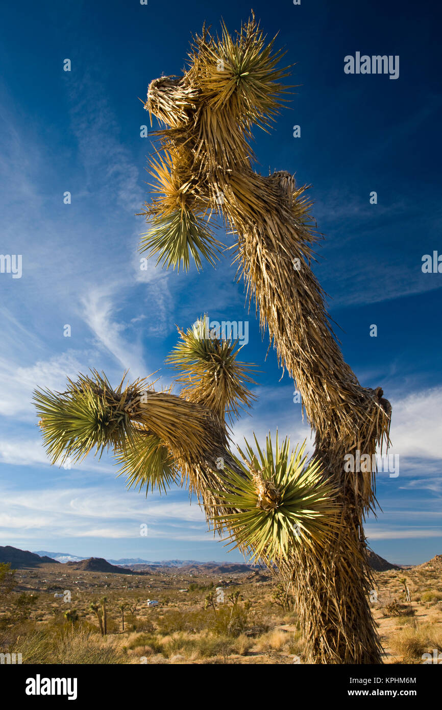 USA, California, Joshua Tree National Park. Joshua Tree, Yucca ...