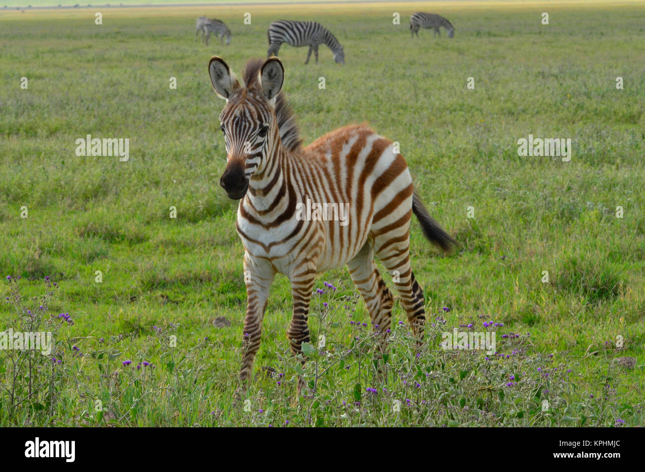 Ngorongoro crater, a World Heritage Site in Tanzania. Incredible ...