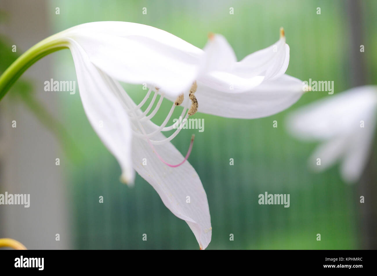 photo of a white lily in pastel colors Stock Photo - Alamy