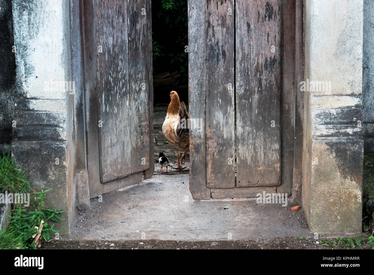 Open country and farmland bird hi-res stock photography and images - Alamy