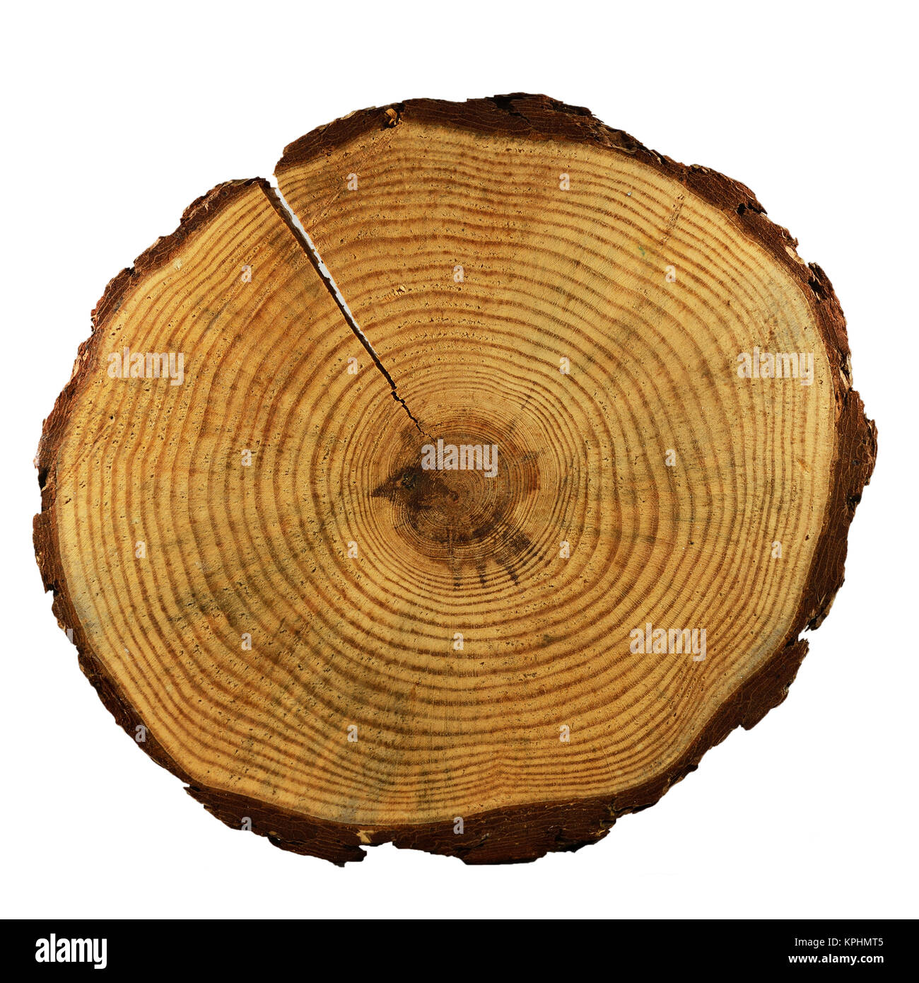 Tree Cross Section Isolated High Resolution Stock Photography and ...