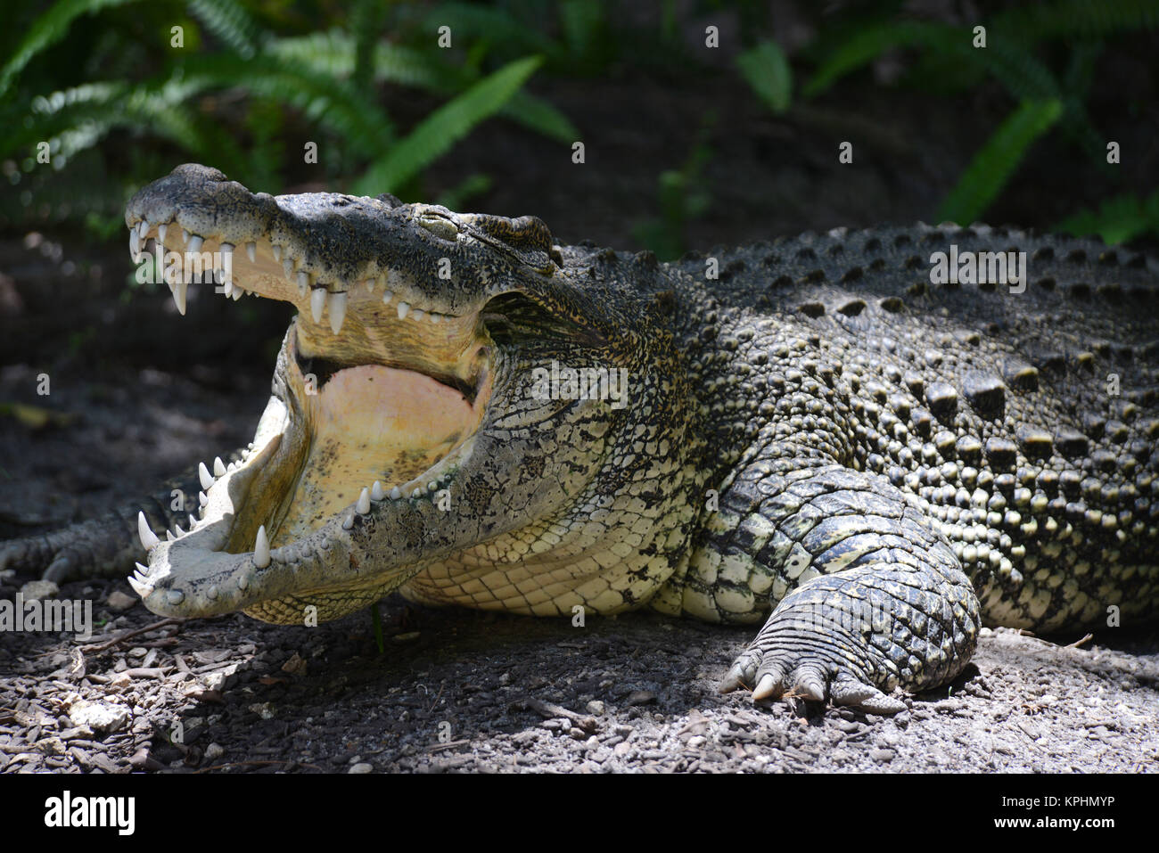 Cuban Crocodile Crocodylus rhombifer Miami, Florida, USA Stock Photo ...