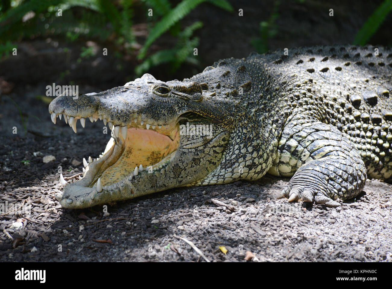 Cuban Crocodile Crocodylus rhombifer Miami, Florida, USA Stock Photo ...