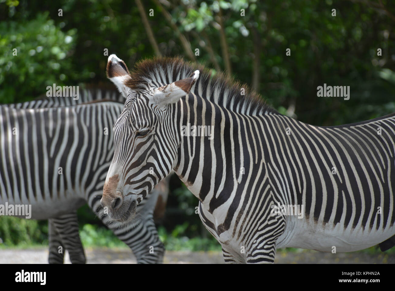 Grévy's zebra (Equus grevyi), also known as the imperial zebra Miami ...