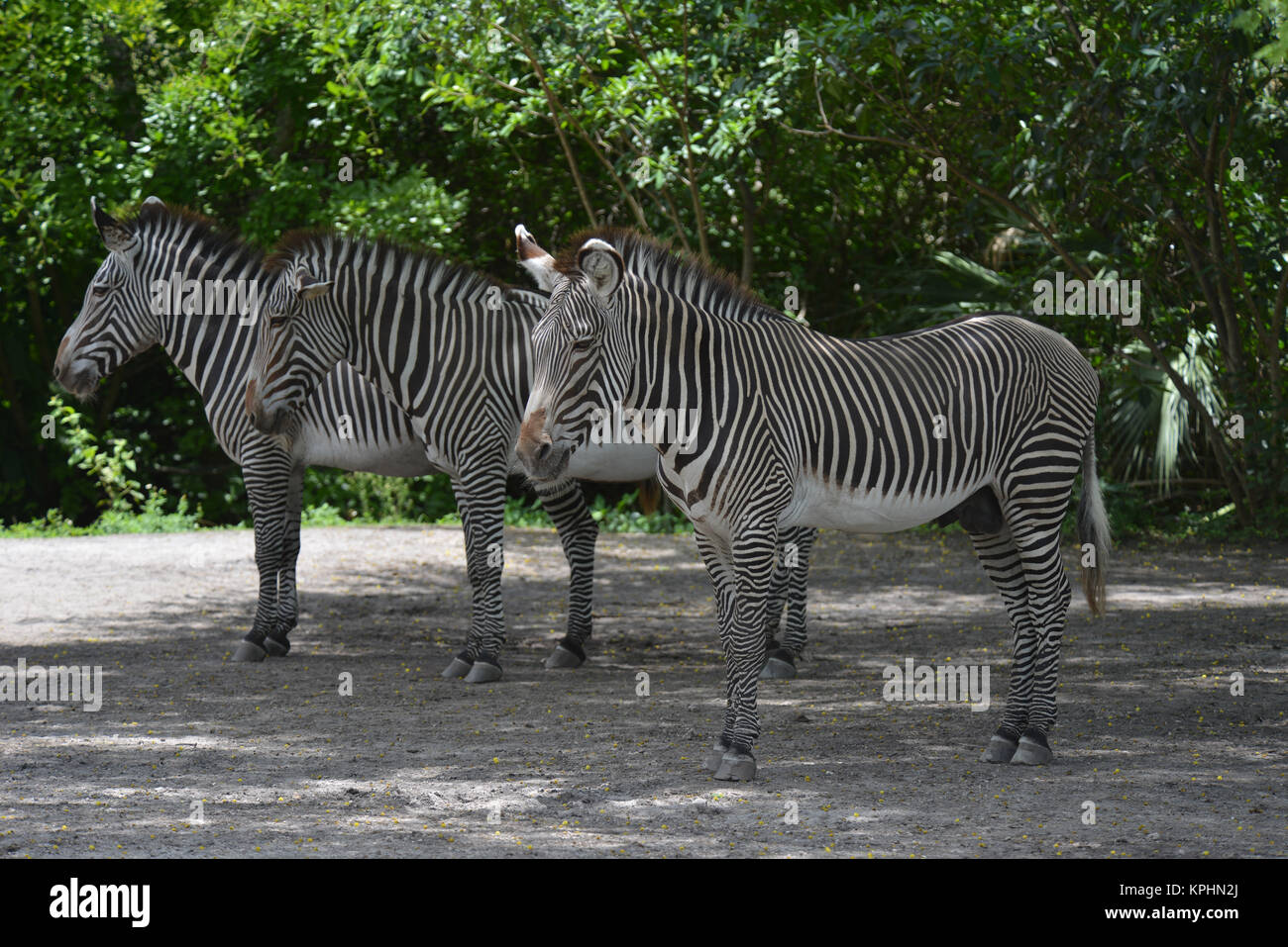 Grévy's zebra (Equus grevyi), also known as the imperial zebra Miami ...