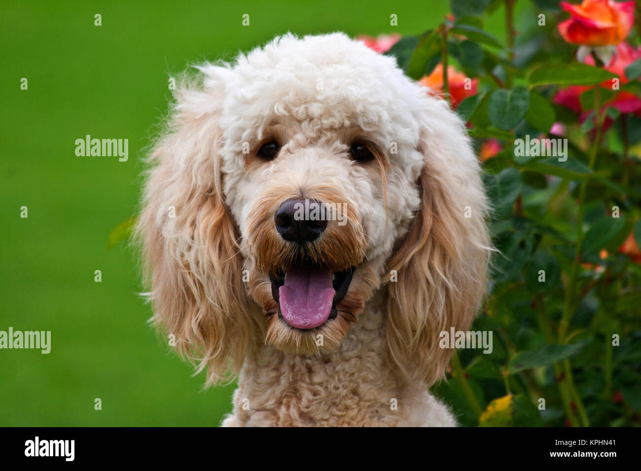 Labradoodle Headshot High Resolution Stock Photography and Images - Alamy