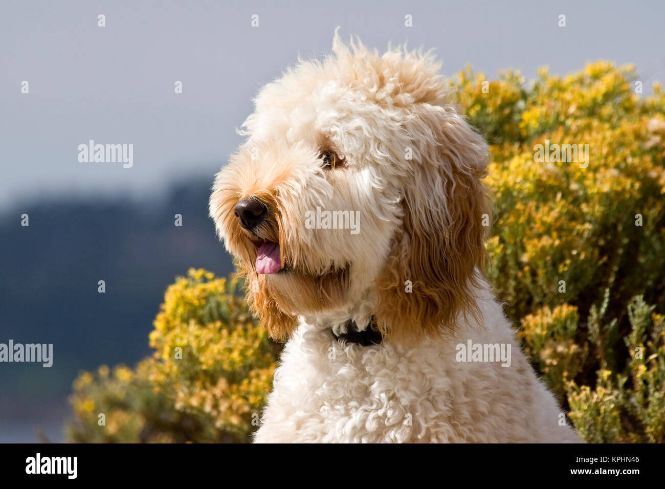Labradoodle Headshot High Resolution Stock Photography and Images - Alamy