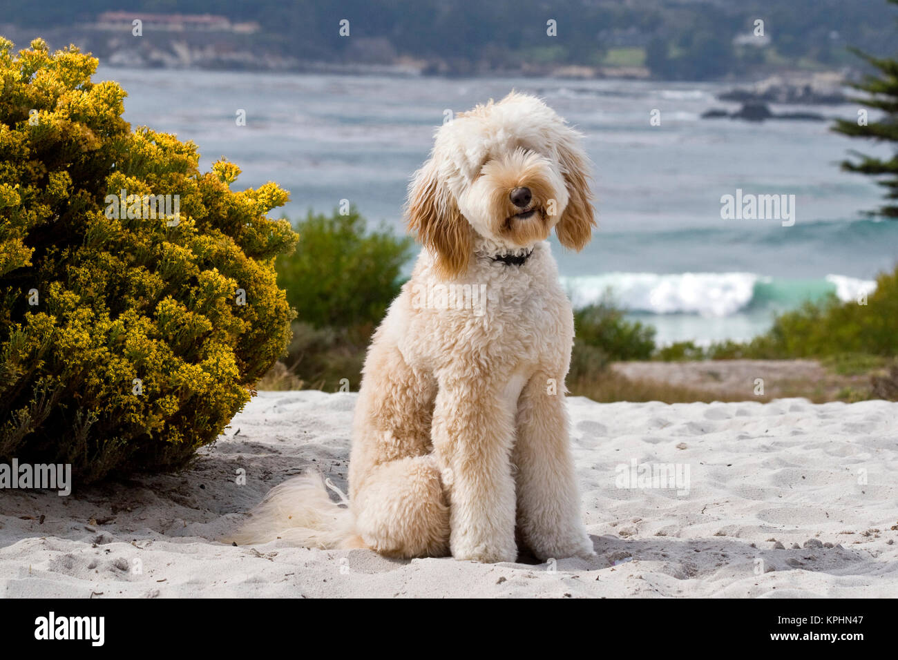 Beige labradoodle hi-res stock photography and images - Alamy