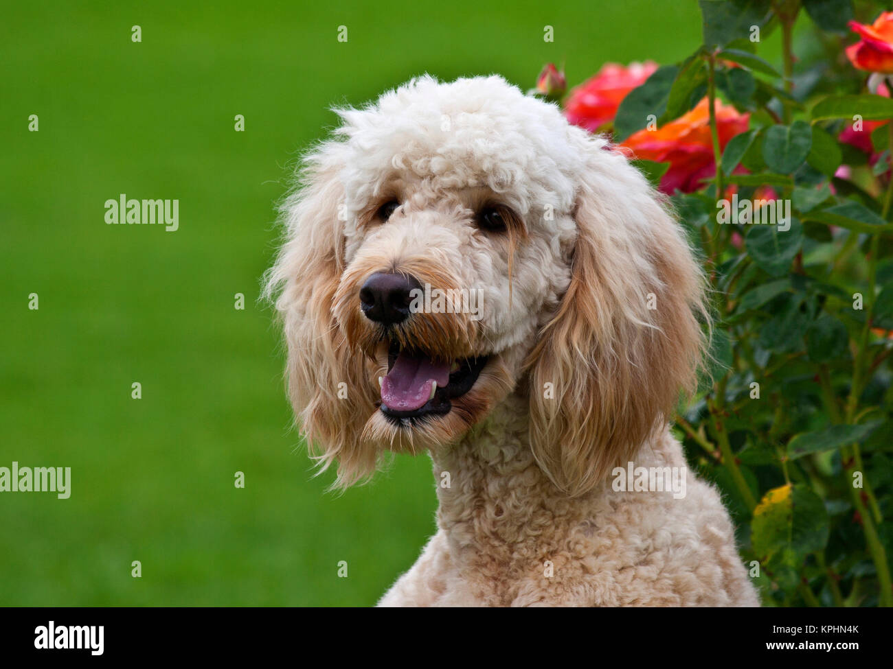 USA, California. Portrait of Labradoodle with green background Stock ...