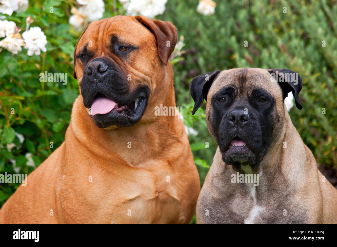 Mastiff group hi-res stock photography and images - Alamy