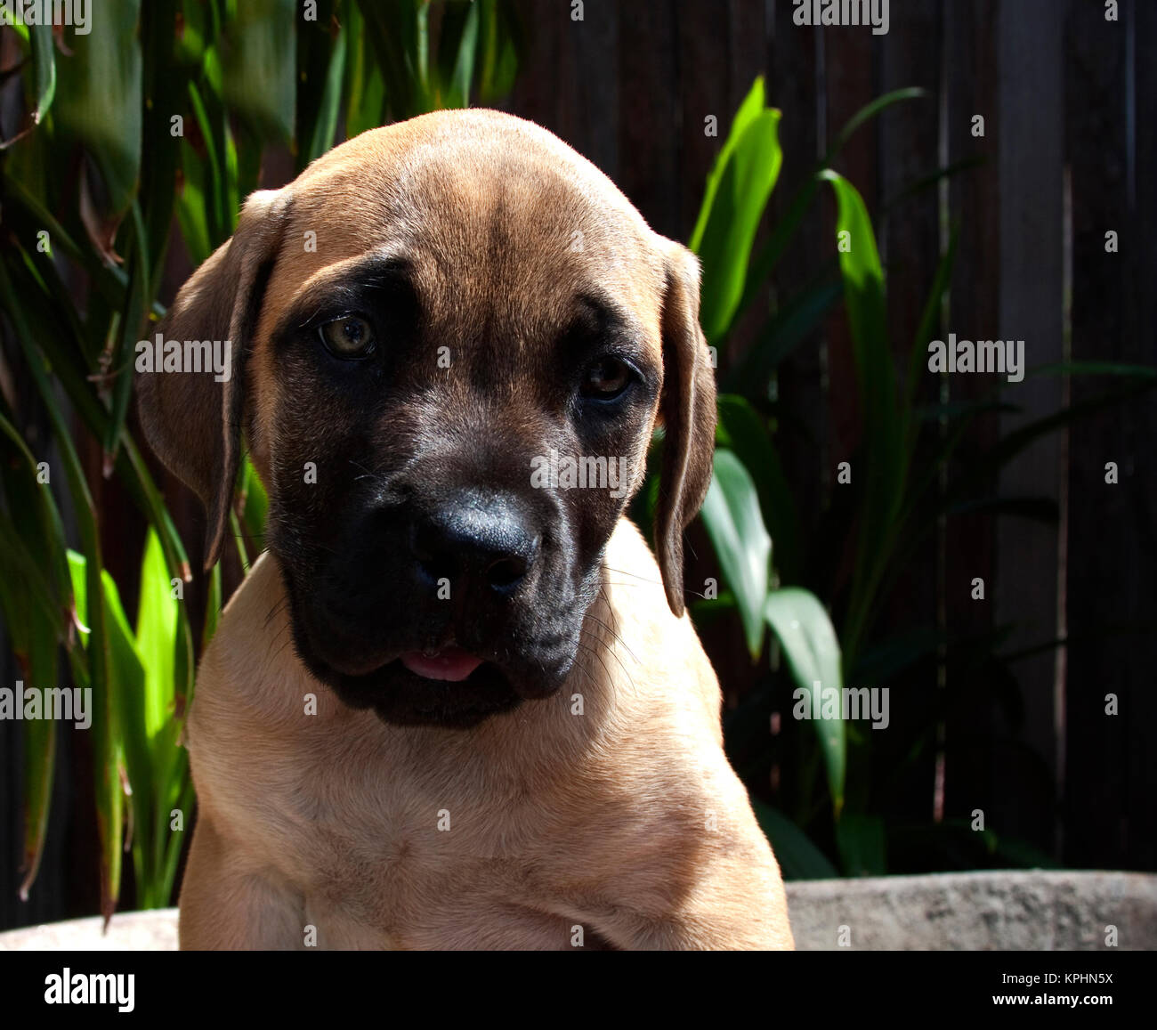 USA, California. Mastiff puppy portrait Stock Photo - Alamy
